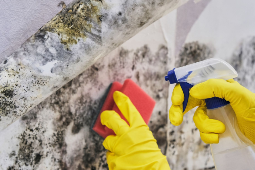 Understanding Fuzzy Mold | How to Prevent and Remove It