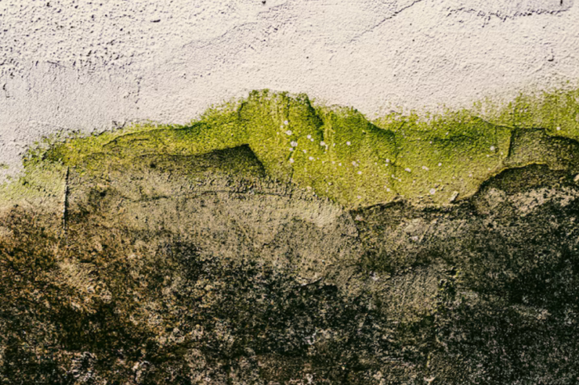 How Mold Grows: Causes, Conditions & Prevention Tips